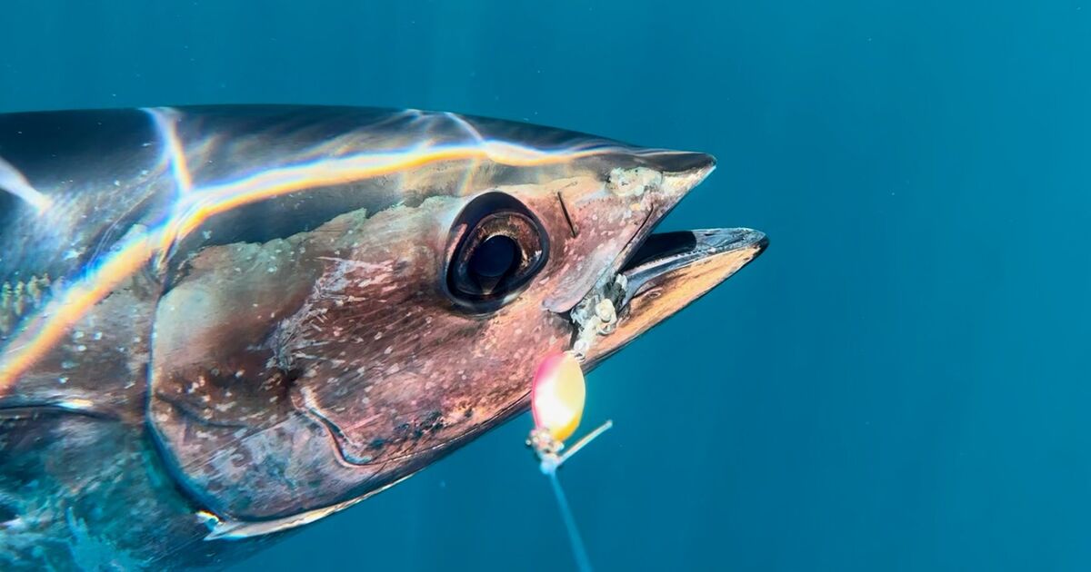 Tofino Fish Guides - Tuna Fishing